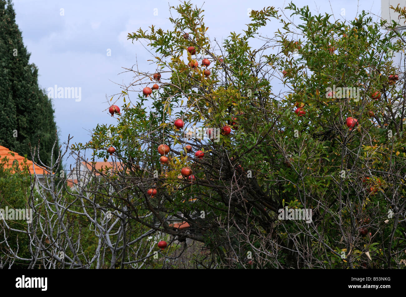 Granatapfel baum -Fotos und -Bildmaterial in hoher Auflösung – Alamy