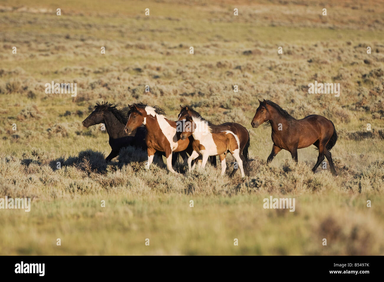 Wild herumstreunende herde -Fotos und -Bildmaterial in hoher Auflösung ...
