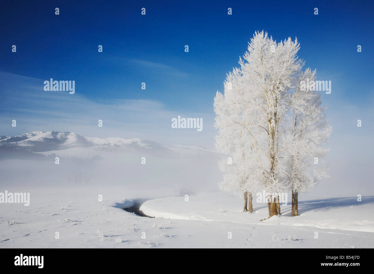 Populus sp -Fotos und -Bildmaterial in hoher Auflösung – Alamy