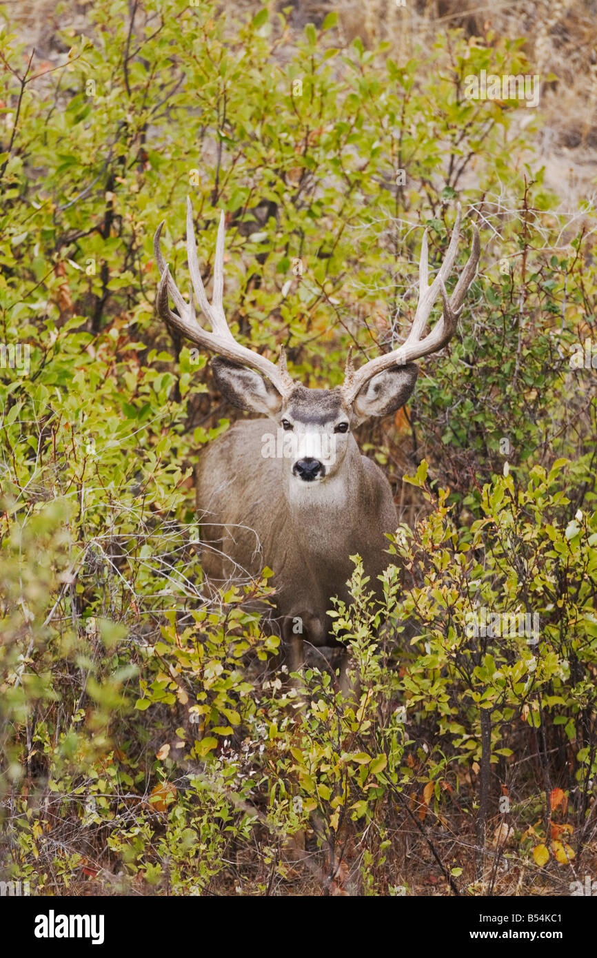 Maultierhirsche schwarz - Tailed Hirsche Odocoileus Hemionus buck Dead ...