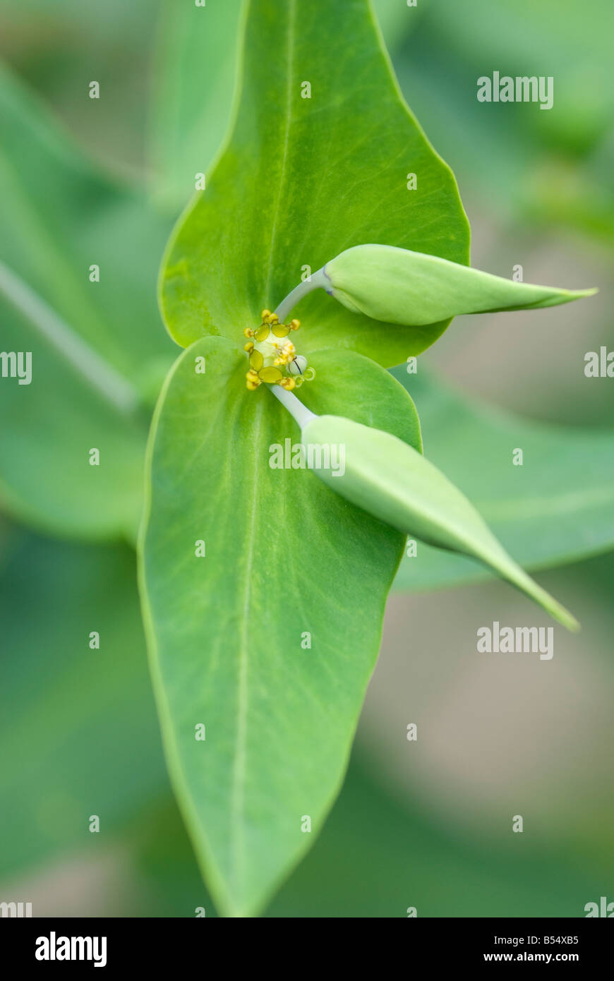 EUPHORBIA LATHYRUS CAPER SPURGE Stockfotografie - Alamy