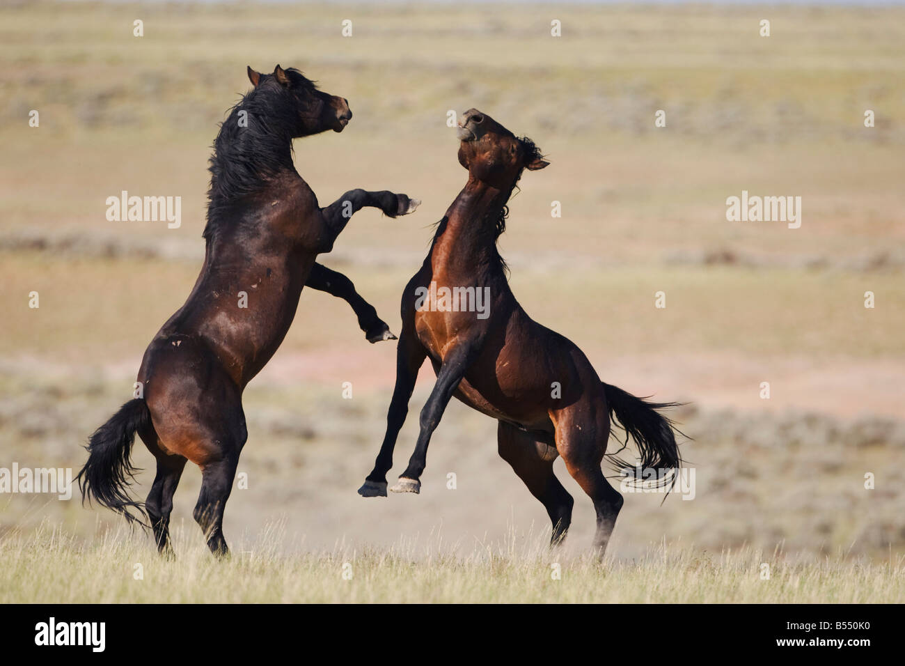 Mustang Pferd Equus Caballus Hengste kämpfen Pryor Wild Horse Bergkette ...