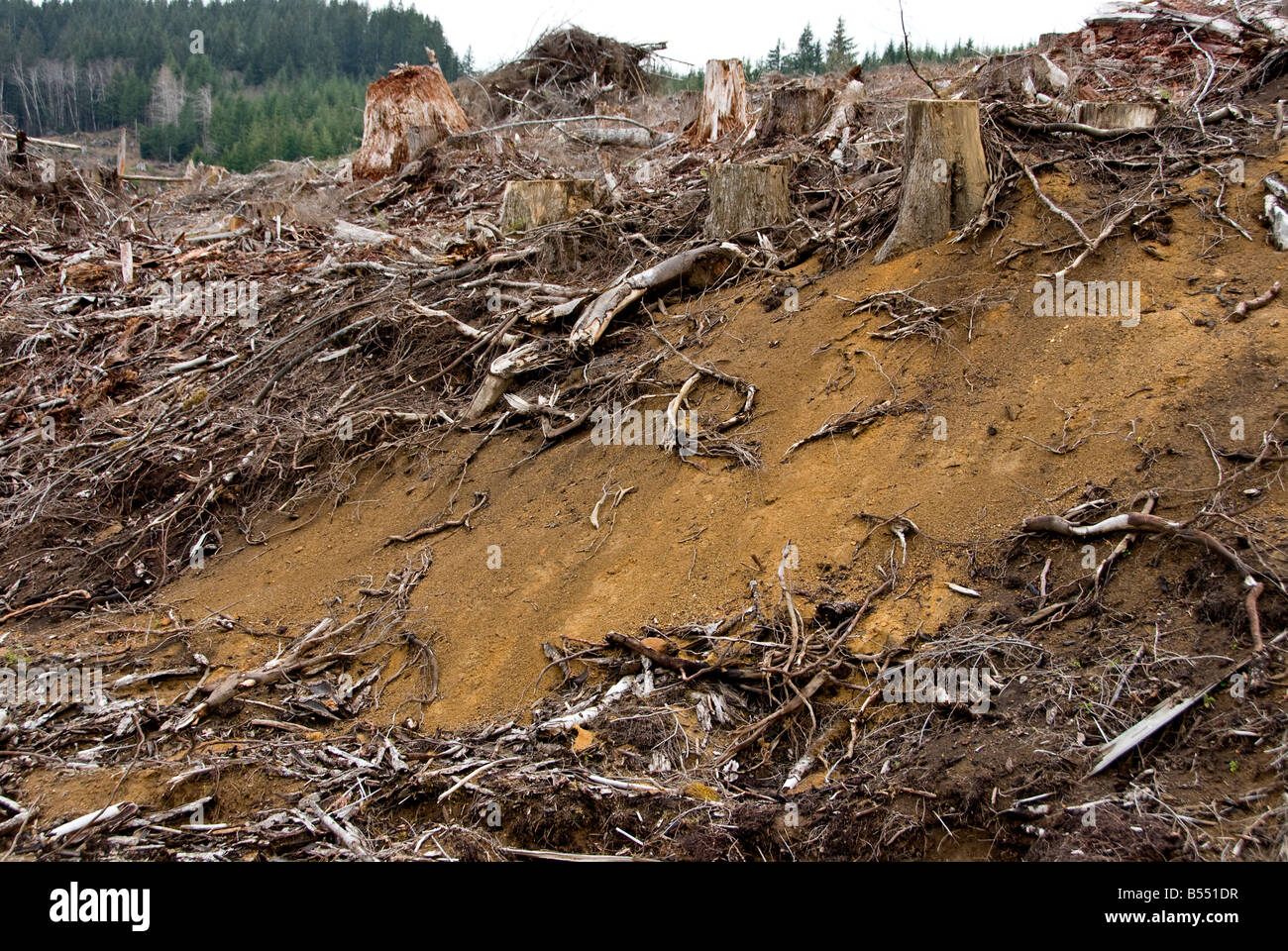 Washington usa state deforestation -Fotos und -Bildmaterial in hoher ...