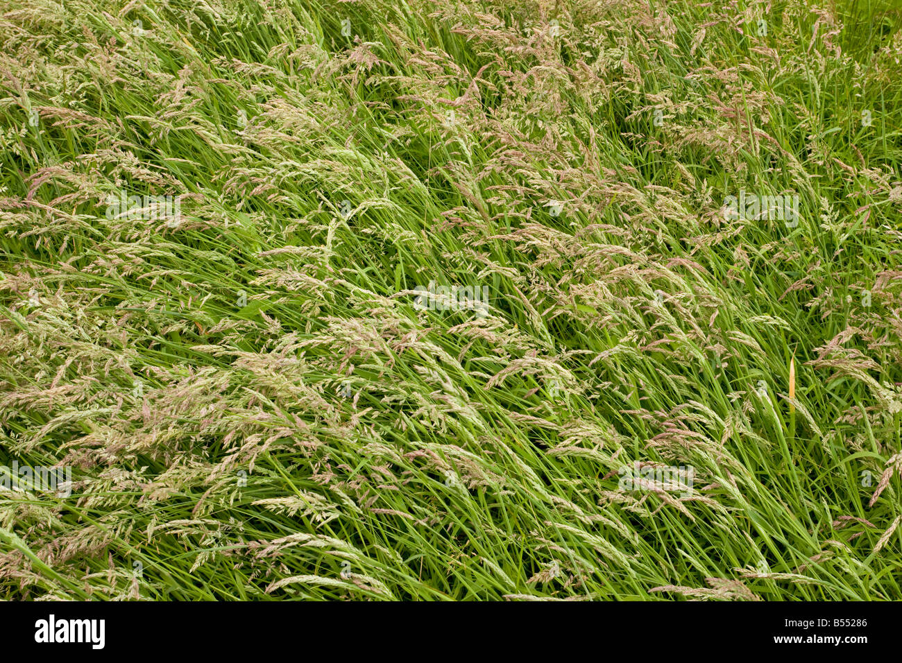 Grasnarbe Yorkshire Nebel Gras (Holcus Lanatus), full-Frame ...