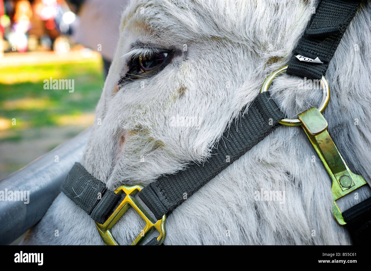 Esel kopf -Fotos und -Bildmaterial in hoher Auflösung – Alamy