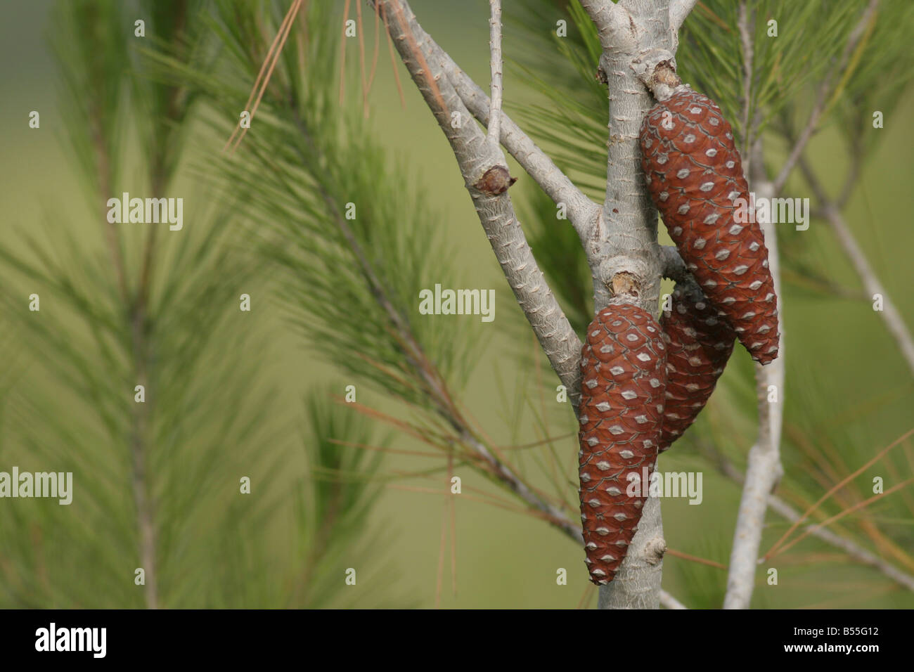 Aleppo kiefer pinus halepensis -Fotos und -Bildmaterial in hoher ...