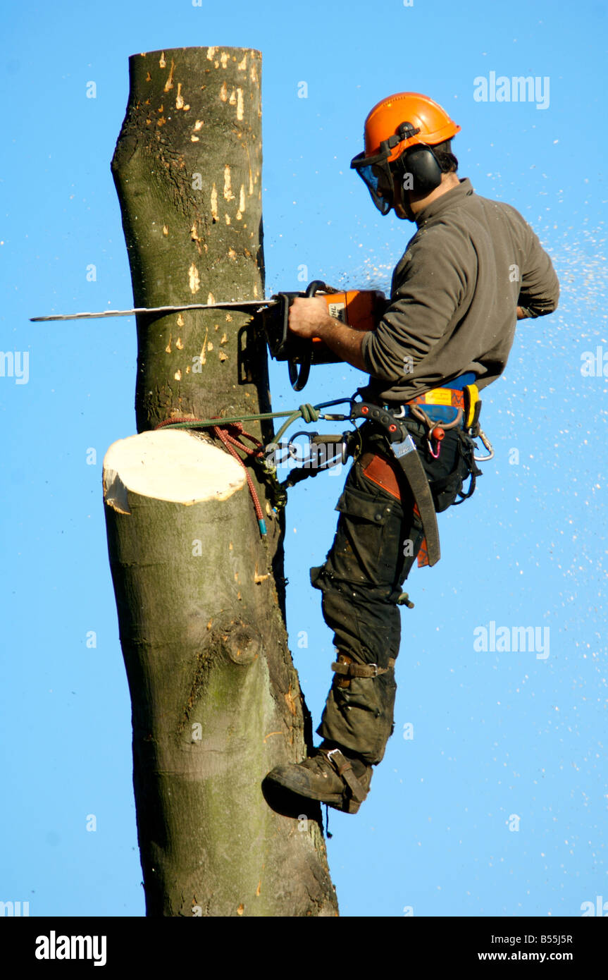 Large tree cutting -Fotos und -Bildmaterial in hoher Auflösung – Alamy