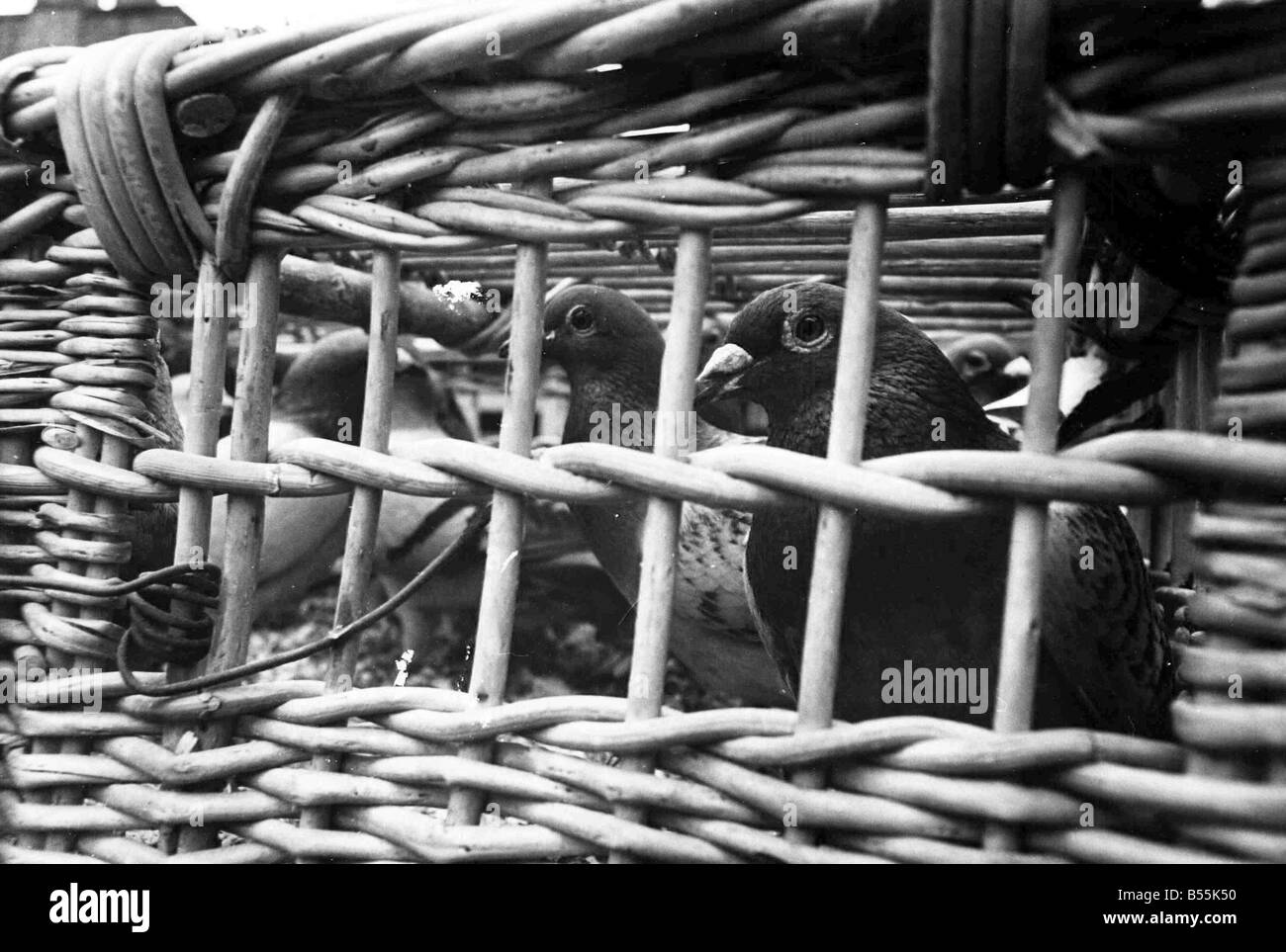 Pigeons racing -Fotos und -Bildmaterial in hoher Auflösung – Alamy
