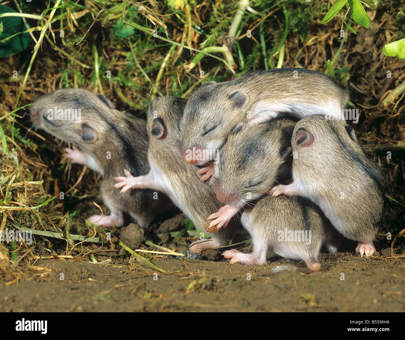 Chinesischer hamster cricetulus barabensis griseus -Fotos und ...
