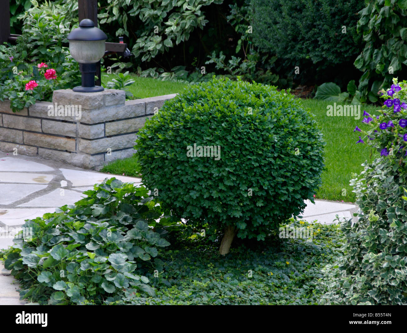 Buxus sempervirens topiary -Fotos und -Bildmaterial in hoher Auflösung ...