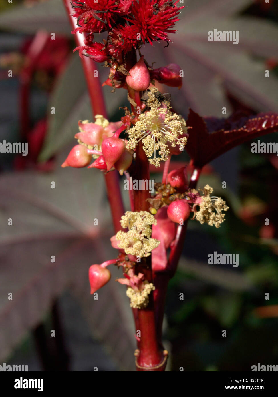 Plant ricinus communis medicinal -Fotos und -Bildmaterial in hoher ...