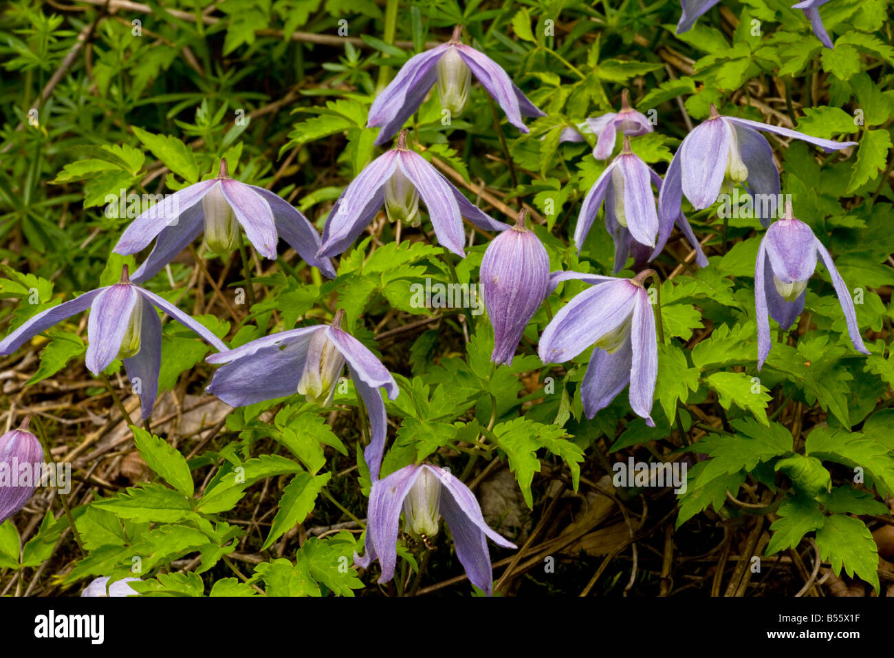 Blaue alpine clematis -Fotos und -Bildmaterial in hoher Auflösung – Alamy