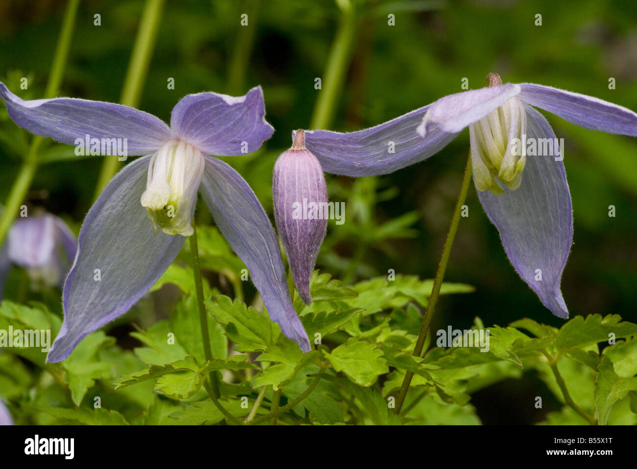 Alpine Clematis Clematis Alpina in Blume montane Wald Slowenien ...