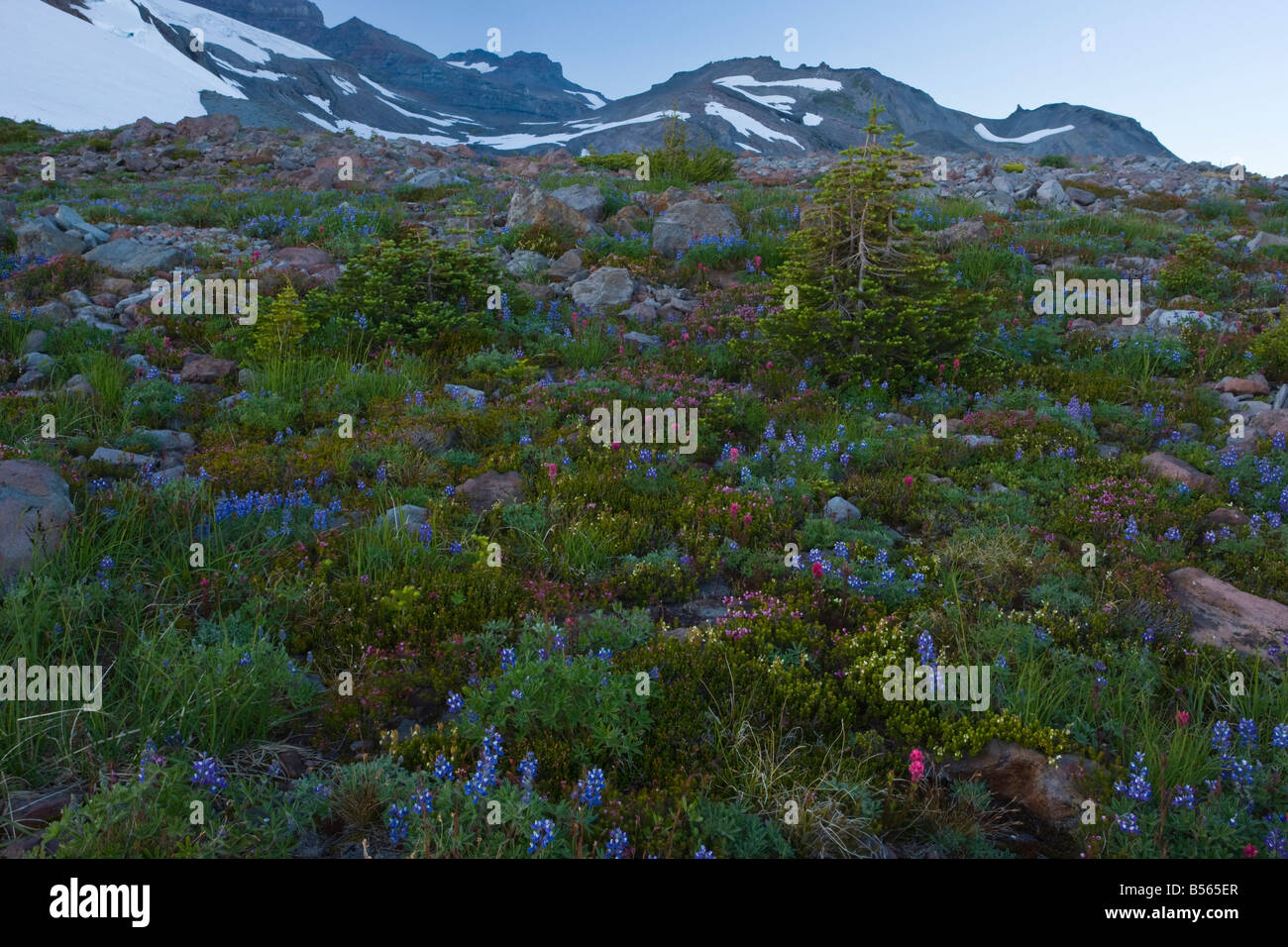 Abies lasiocarpa -Fotos und -Bildmaterial in hoher Auflösung – Alamy