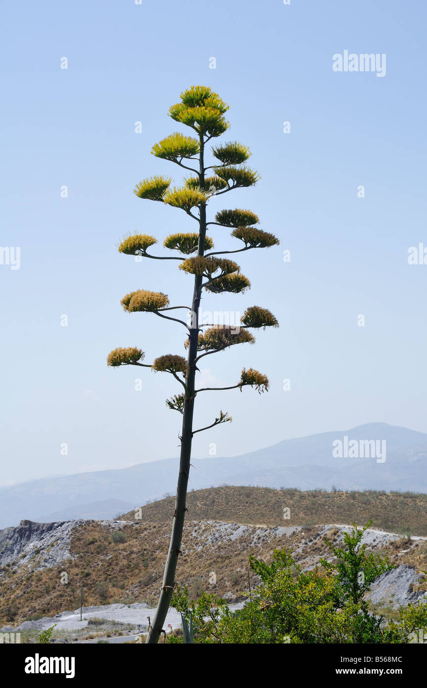 Agave tree -Fotos und -Bildmaterial in hoher Auflösung – Alamy