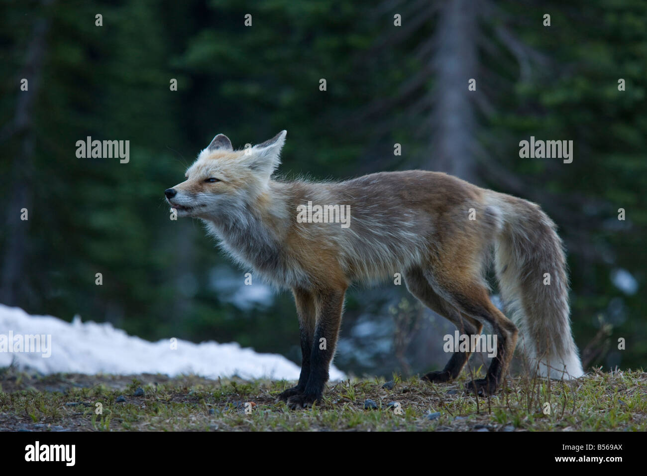 Kaskade-Rotfuchs oder Silber Phase Rotfuchs Vulpes Vulpes Cascadensis ...
