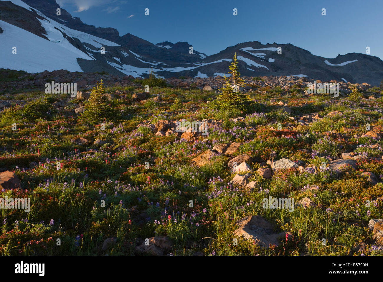 Abies lasiocarpa -Fotos und -Bildmaterial in hoher Auflösung – Alamy