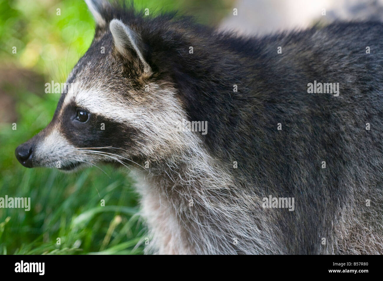 Tiere stinktier -Fotos und -Bildmaterial in hoher Auflösung – Alamy