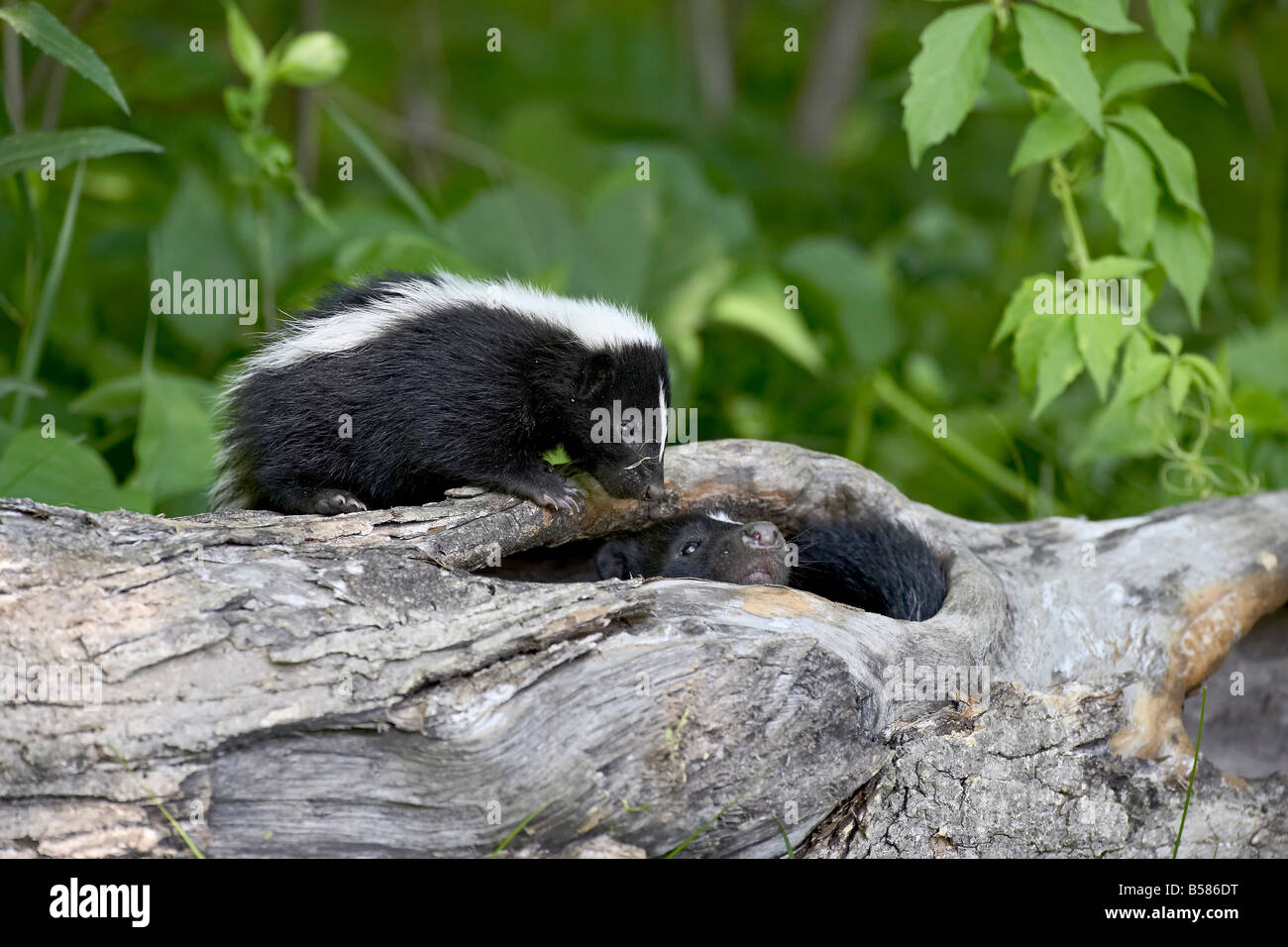 Baby stinktier -Fotos und -Bildmaterial in hoher Auflösung – Alamy