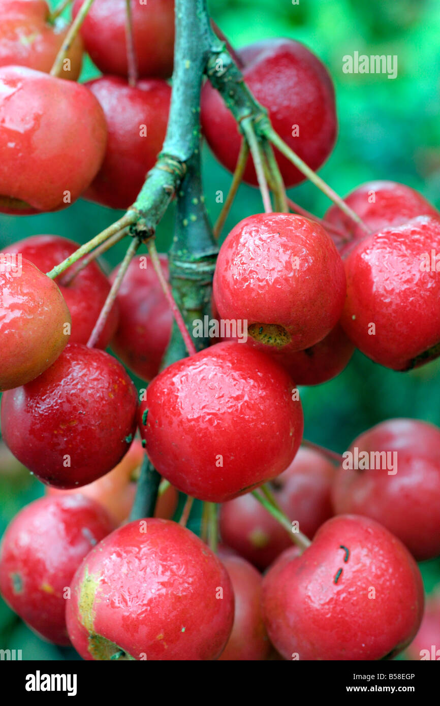 Malus red sentinel crab apple -Fotos und -Bildmaterial in hoher ...