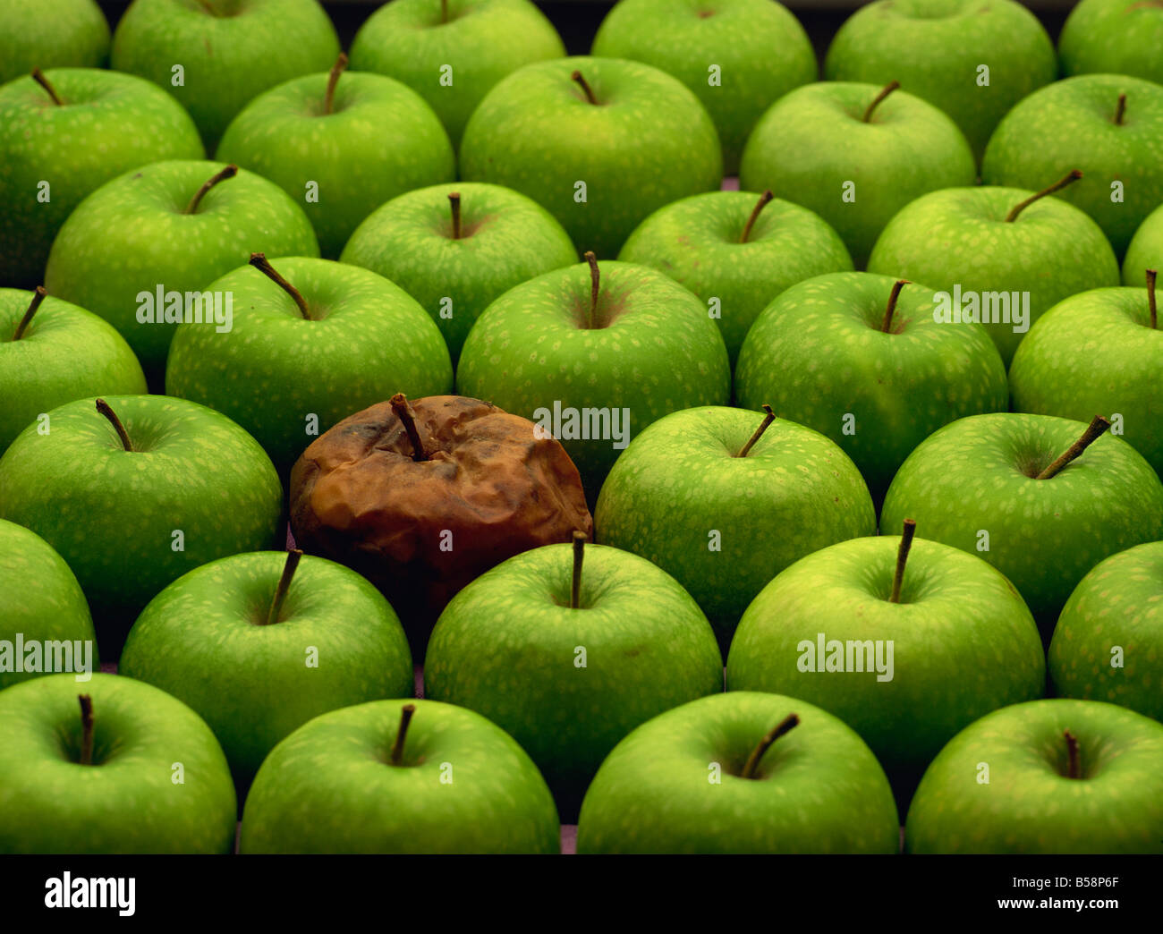 Ein fauler Apfel unter anderen grünen Äpfeln J Miller Stockfotografie ...