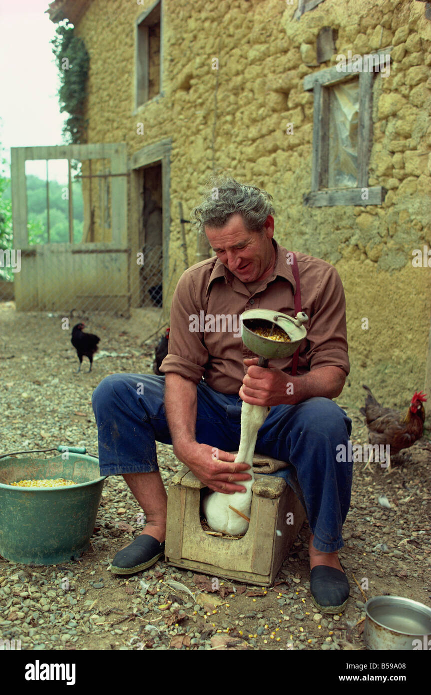 Force feeding -Fotos und -Bildmaterial in hoher Auflösung – Alamy