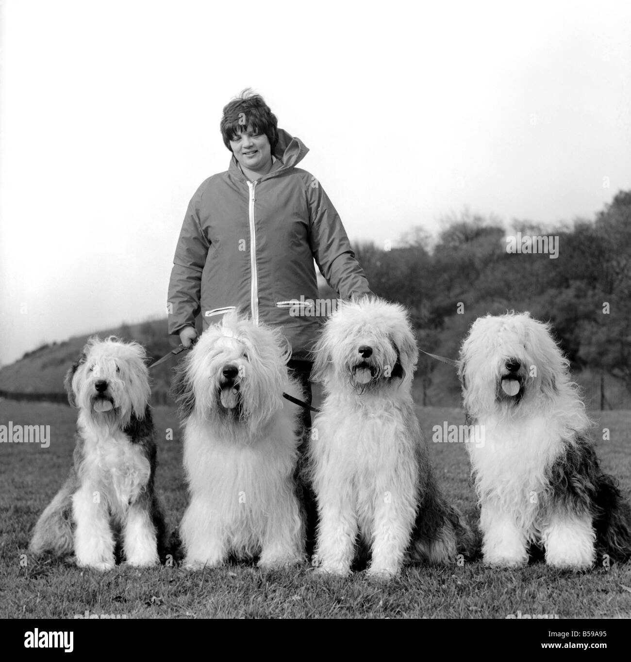 Tiere. Hunde: Herzog Dulux Hund hat 3 Zweitbesetzung sind Tania, Polly ...