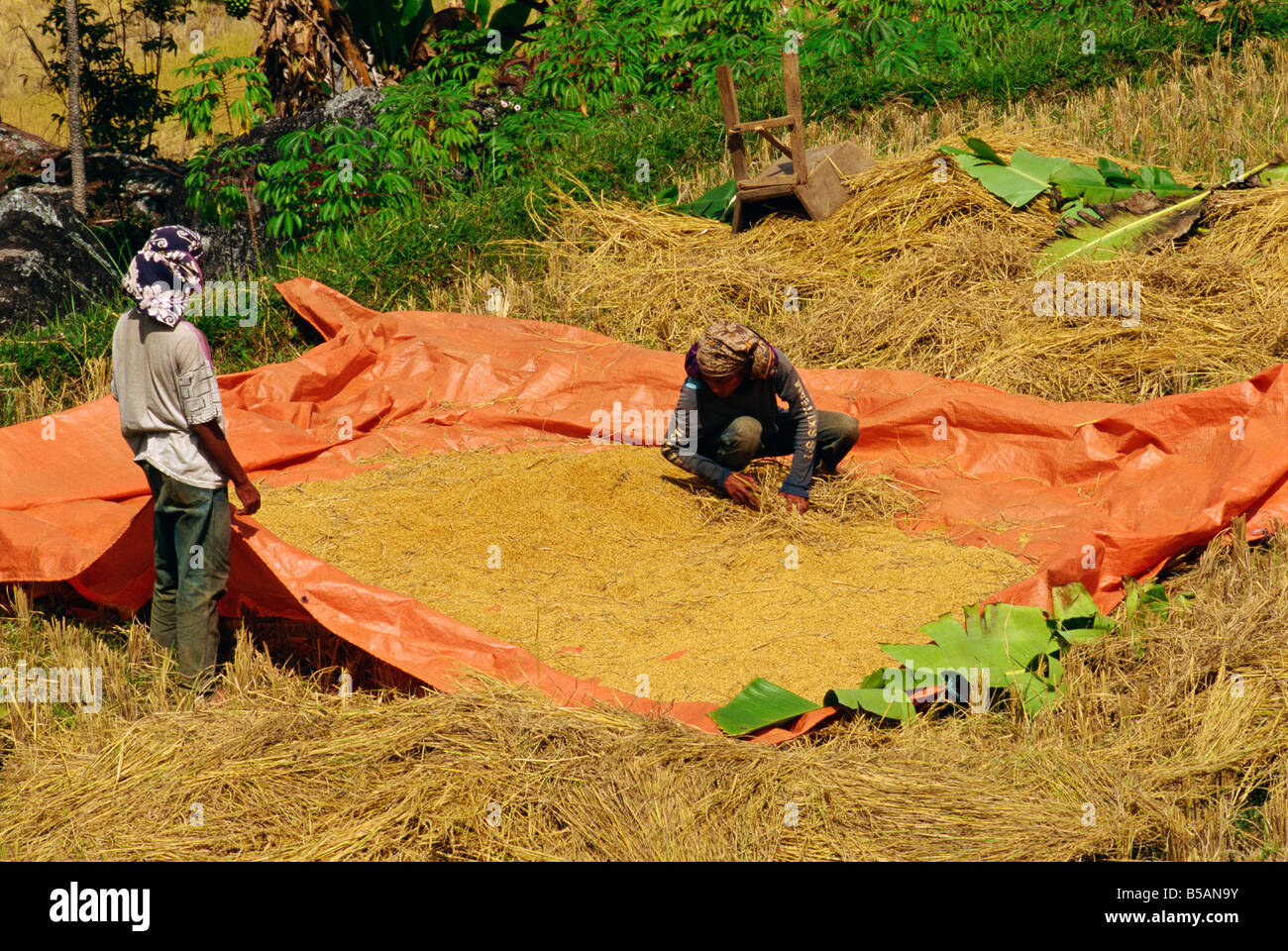 Reis ernte -Fotos und -Bildmaterial in hoher Auflösung – Alamy