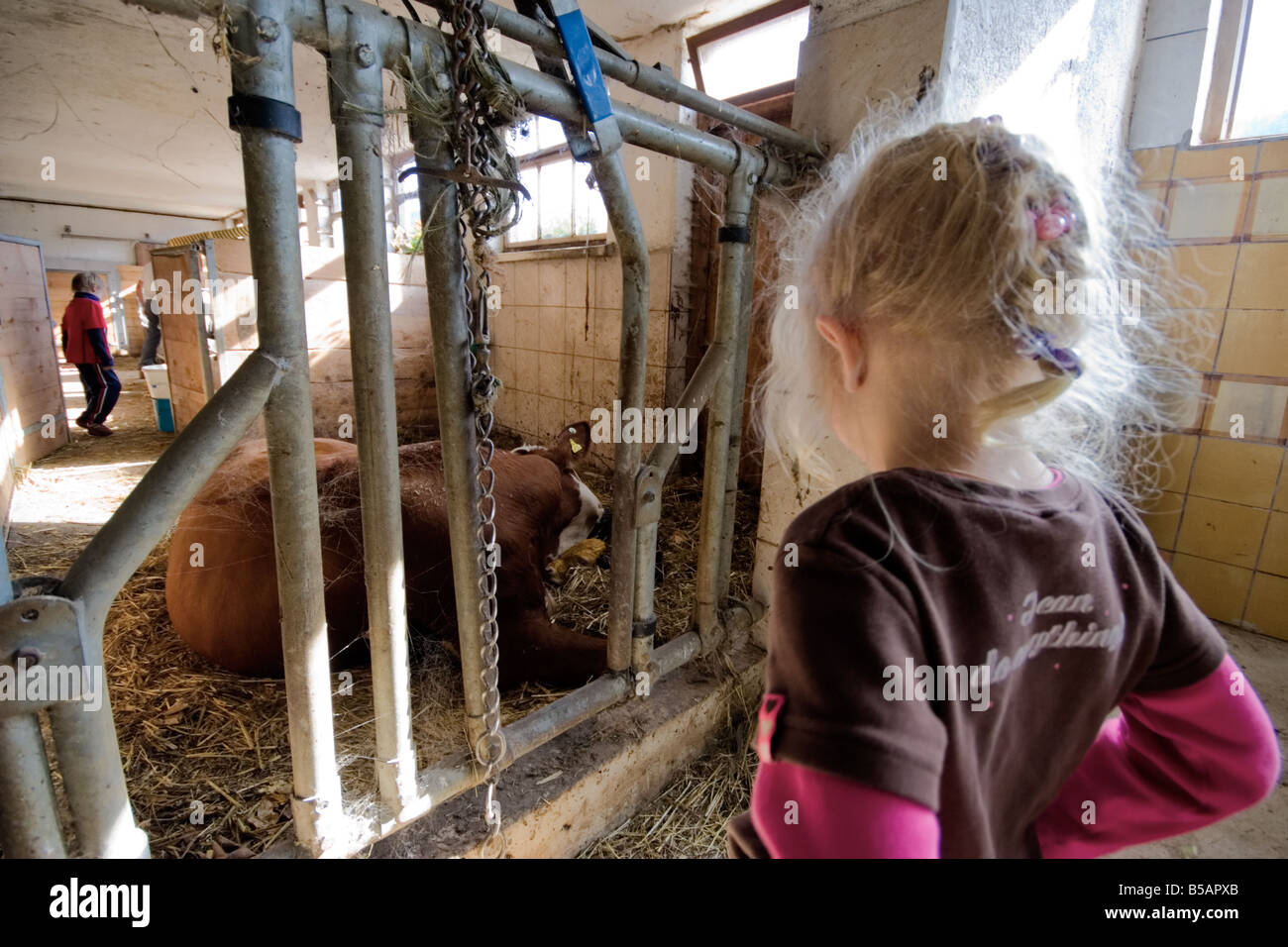 Cattle birth of calf -Fotos und -Bildmaterial in hoher Auflösung – Alamy
