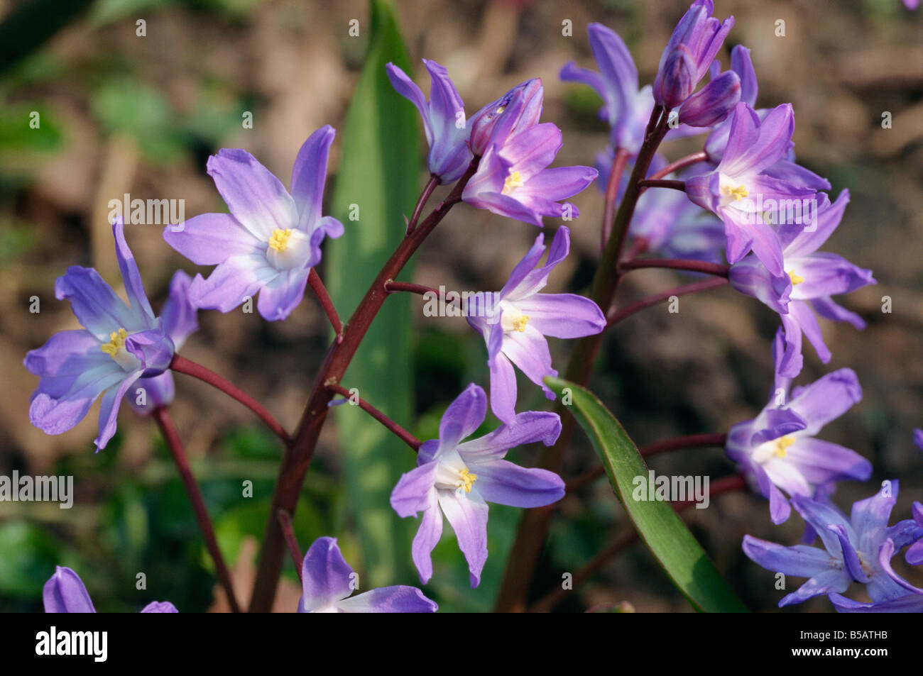 Lila Blumen Chionodoxa Siehei genommen im April M H Black ...