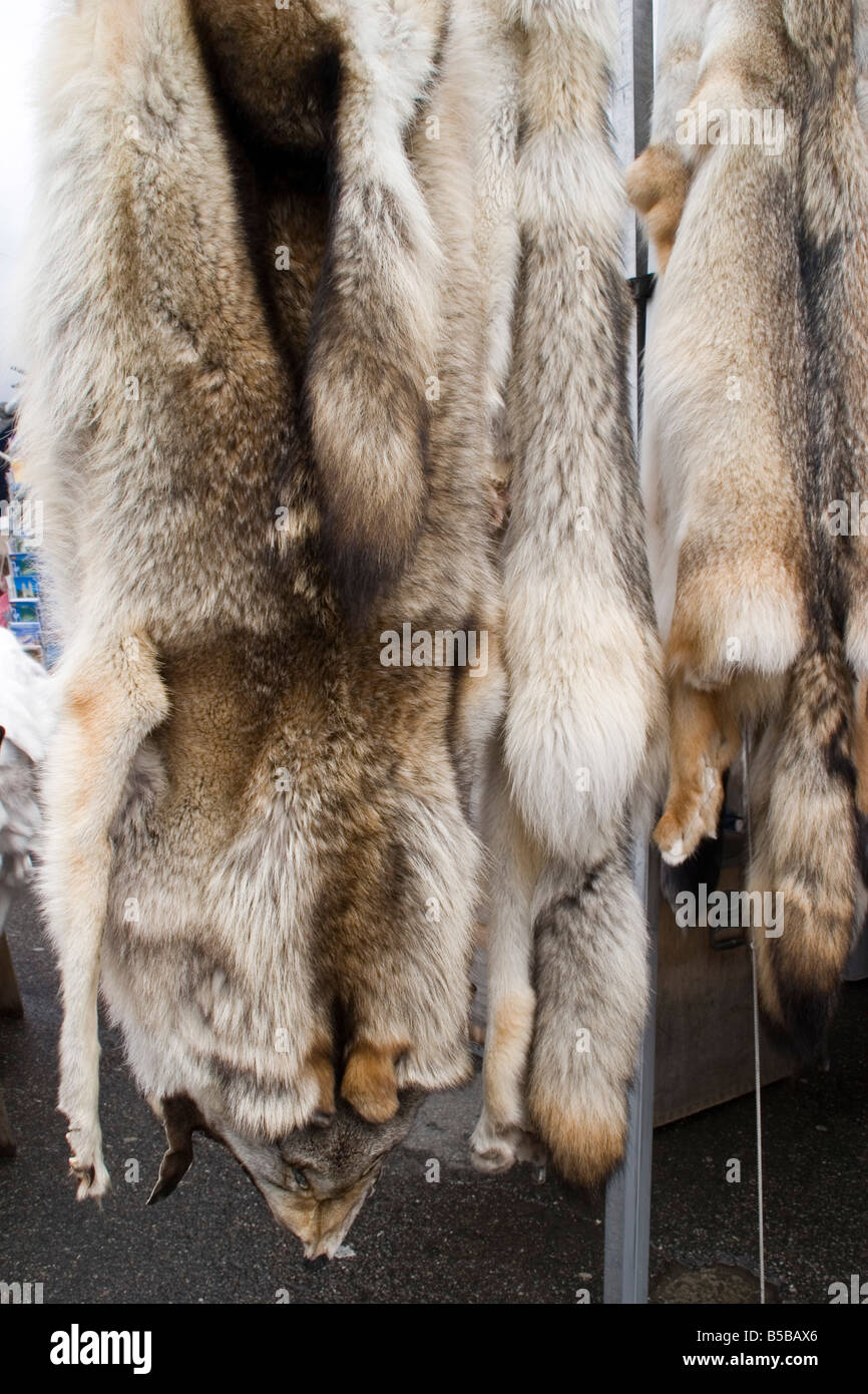 Wolfsfell pelze -Fotos und -Bildmaterial in hoher Auflösung – Alamy