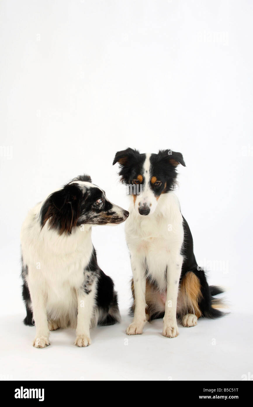 Merle hund -Fotos und -Bildmaterial in hoher Auflösung – Alamy