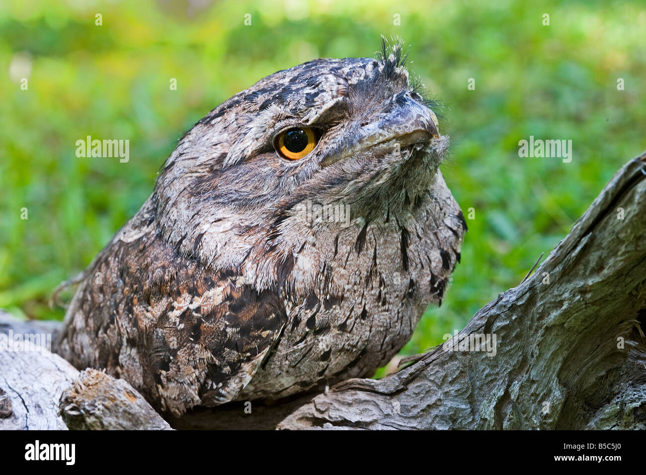 Eule froschmaul -Fotos und -Bildmaterial in hoher Auflösung – Alamy