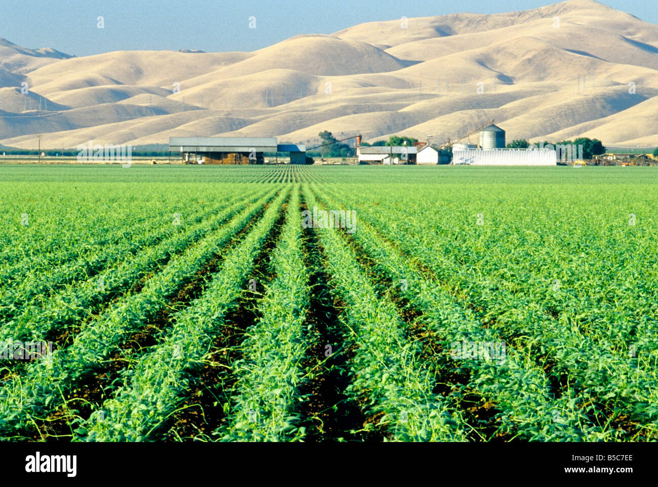 Busch limabohne -Fotos und -Bildmaterial in hoher Auflösung – Alamy