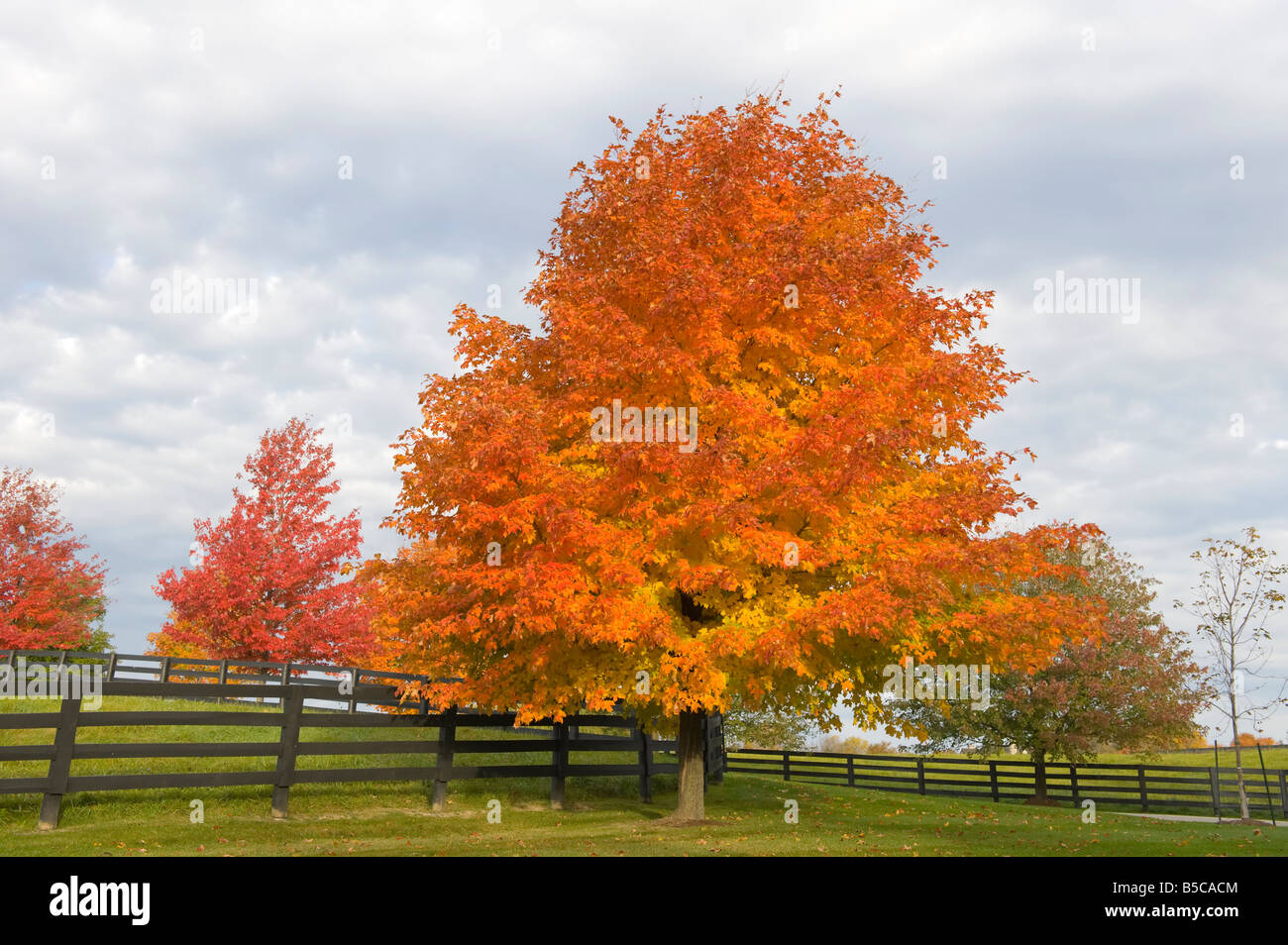 Maples trees -Fotos und -Bildmaterial in hoher Auflösung – Alamy
