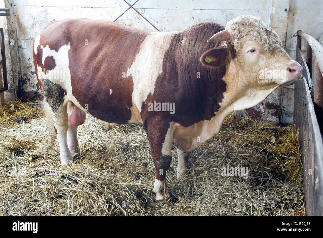 Ein simmentaler bulle -Fotos und -Bildmaterial in hoher Auflösung – Alamy
