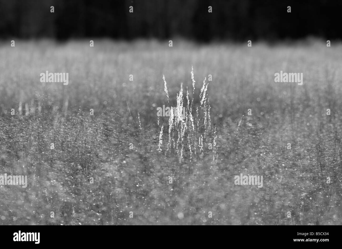 Steht im hohen gras Schwarzweiß-Stockfotos und -bilder - Alamy