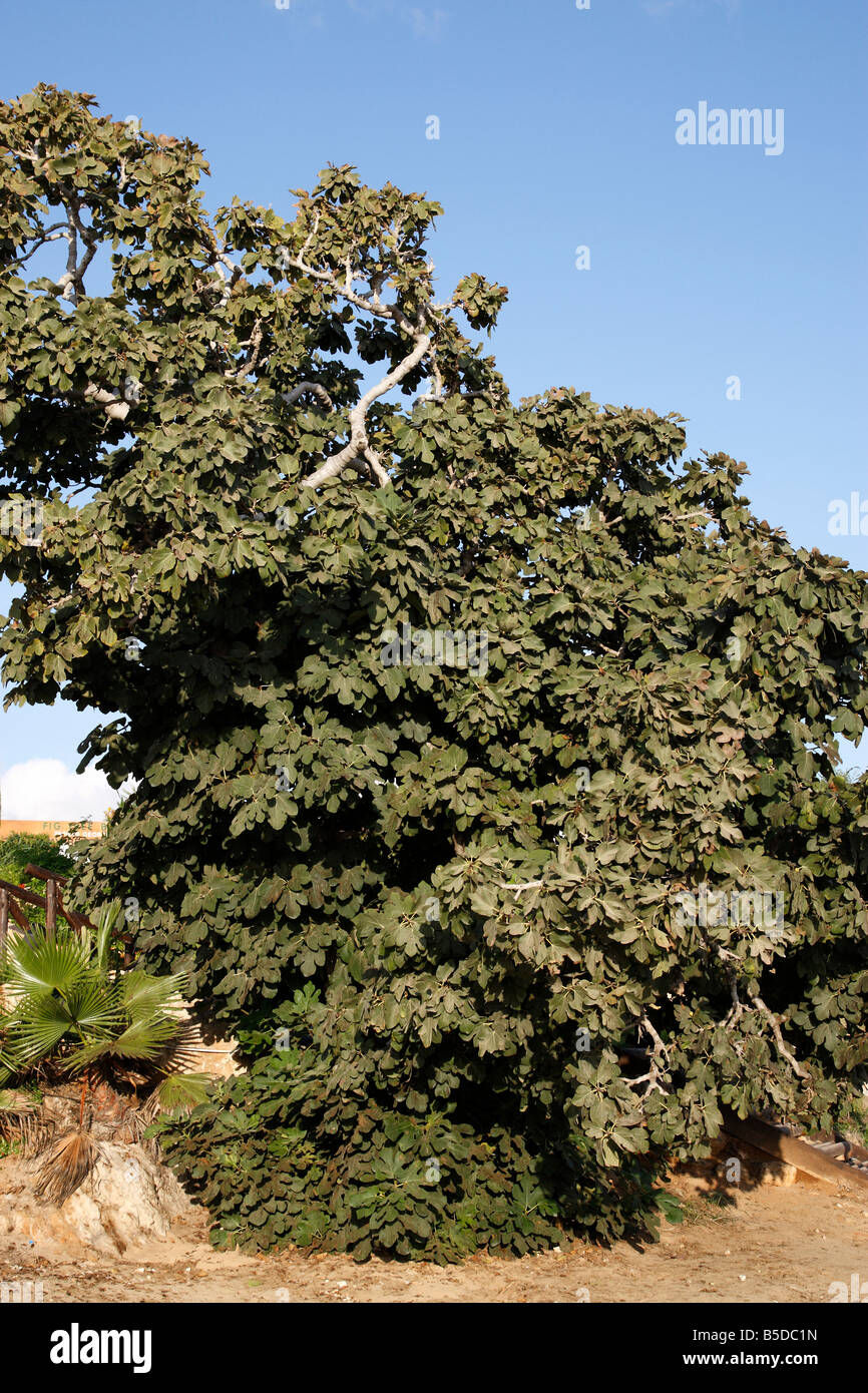 ein Feigenbaum auf Fig Tree Bay Beach Protaras Zypern mediterran ...