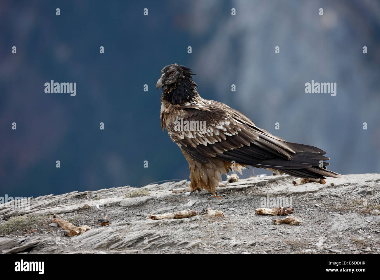 Bartgeier oder Gipetto oder Bartgeier sollten Barbatus Juvinle bei ...