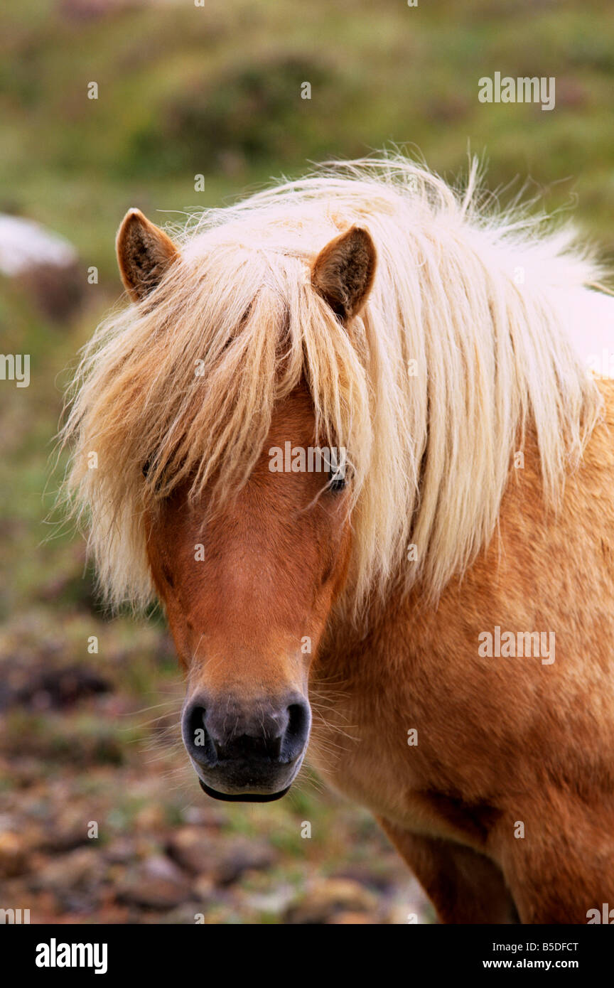 Shetlandinseln Ponys Stockfotos und -bilder Kaufen - Alamy
