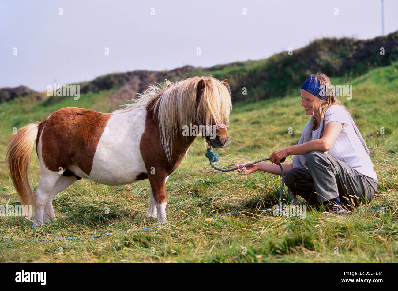 Shetland Pony, Shetland Islands, Schottland, Europa Stockfotografie - Alamy