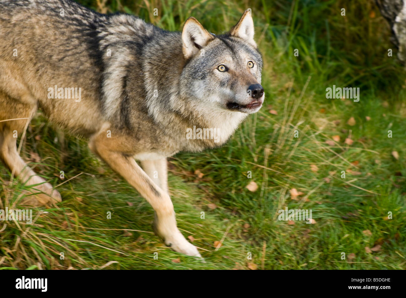 Europäischer grauer wolf -Fotos und -Bildmaterial in hoher Auflösung ...