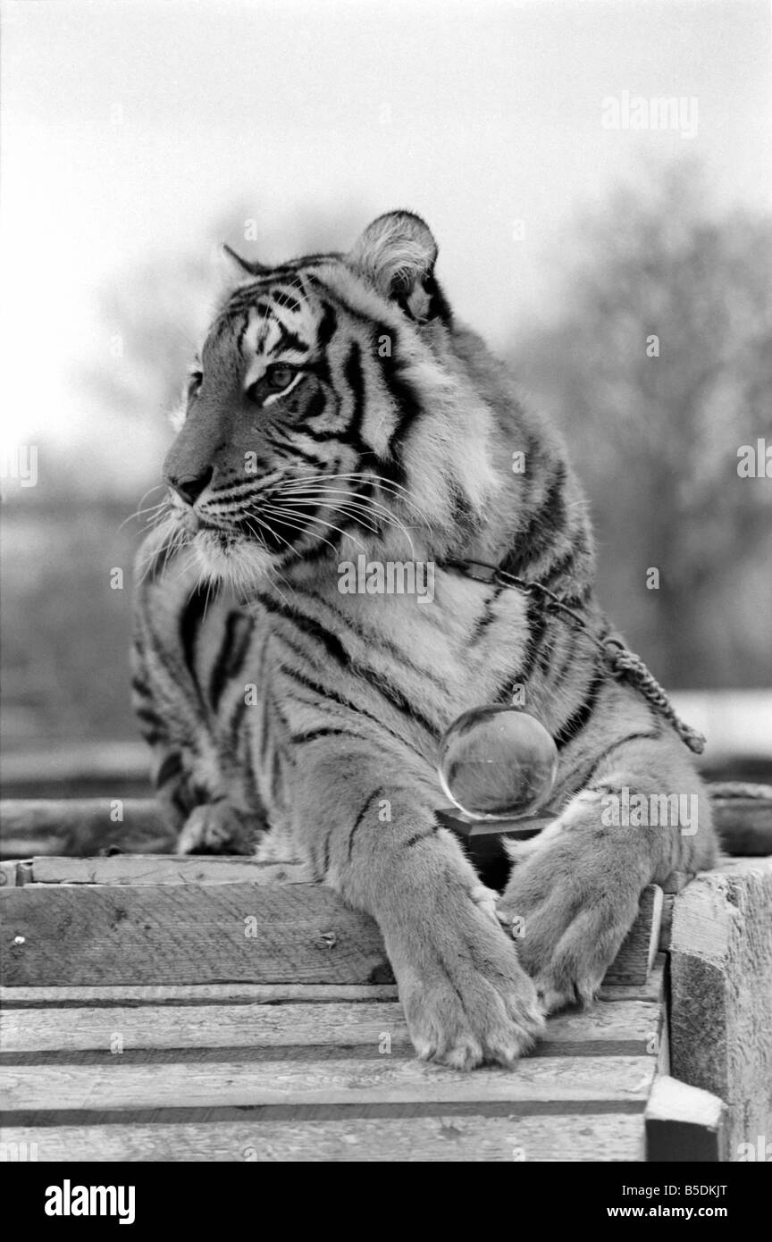 Tiere: Tiger: ûEmmaö der Tiger ist einer der beiden Tiger zur Esso ...