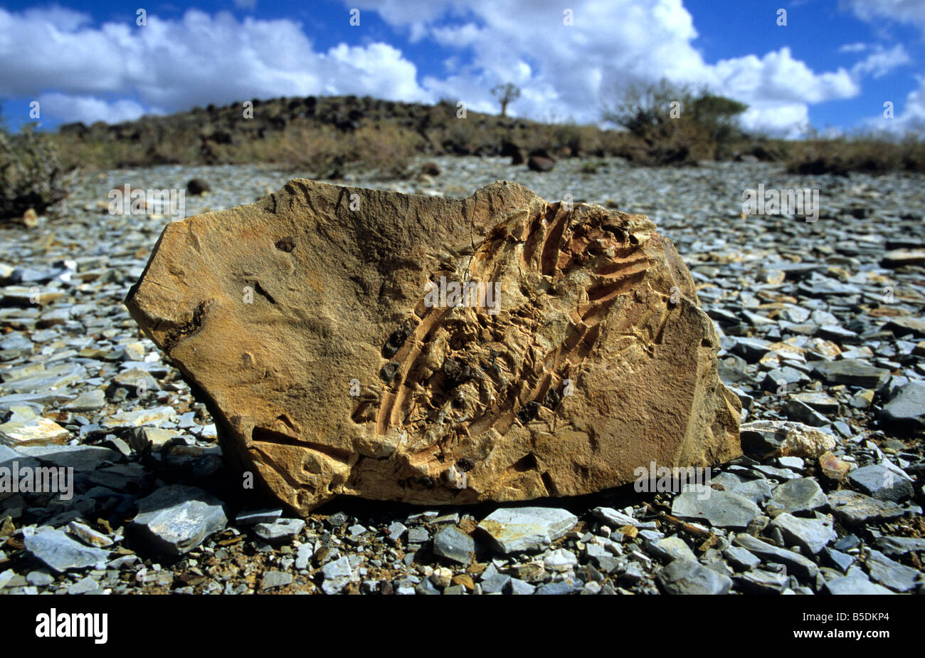 Africa namibia mesosaurus tenuidens fossil -Fotos und -Bildmaterial in ...