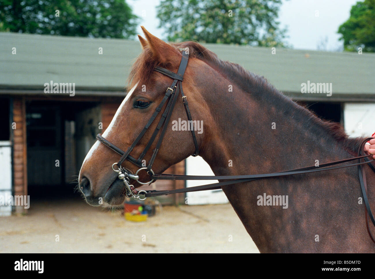 Trense und kandare -Fotos und -Bildmaterial in hoher Auflösung – Alamy