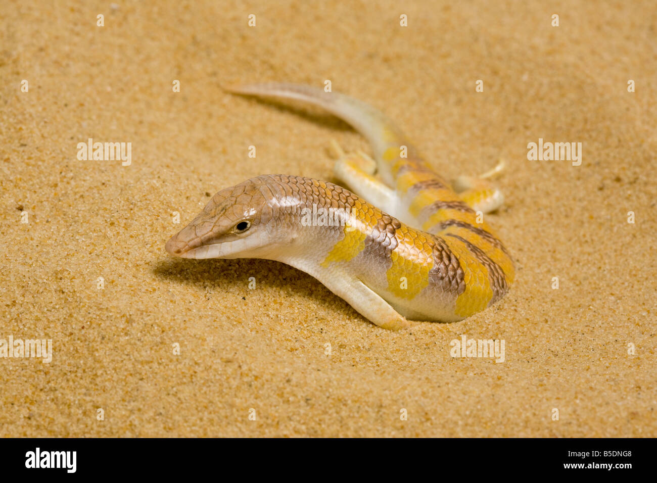 Sandfish skink -Fotos und -Bildmaterial in hoher Auflösung – Alamy
