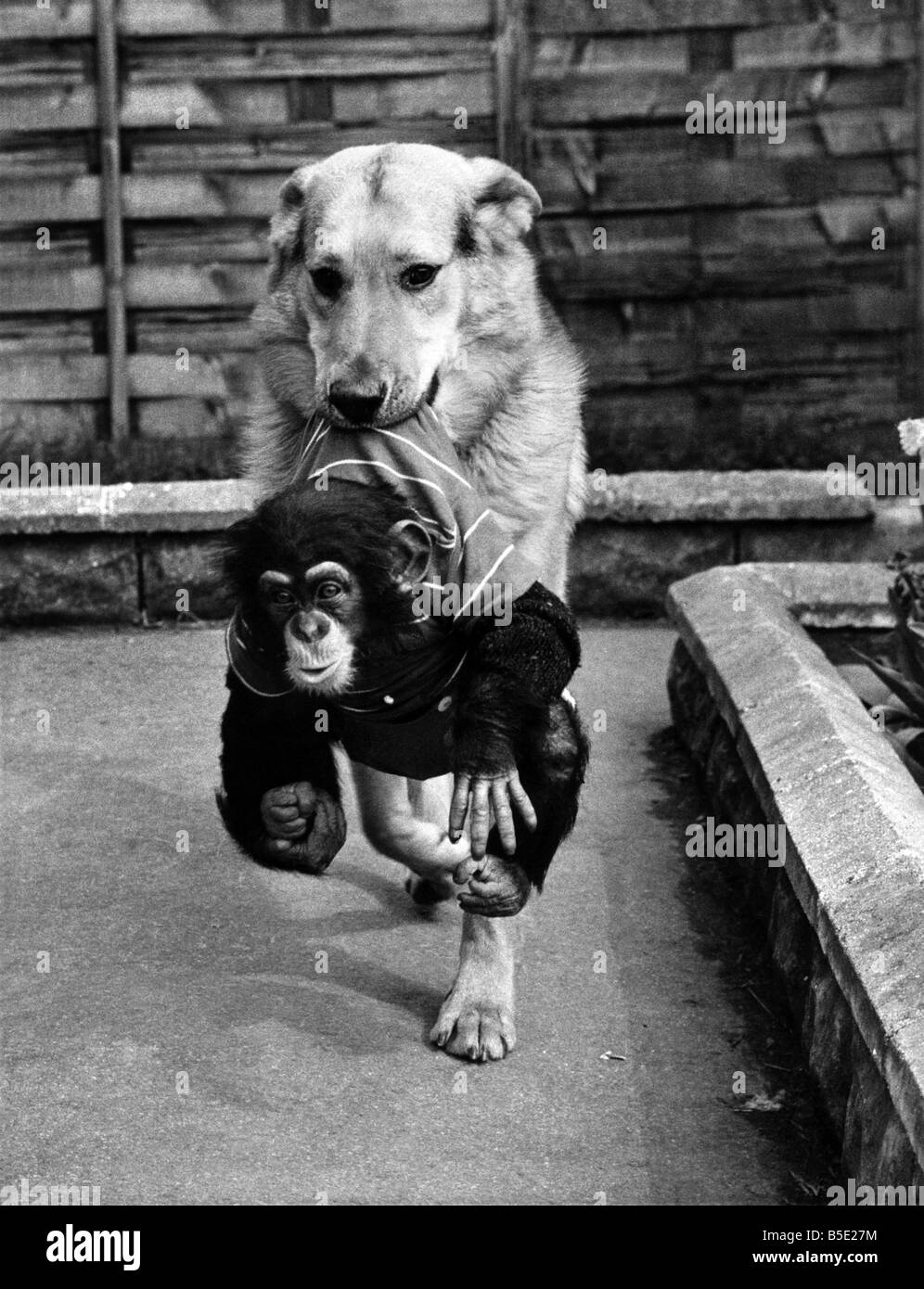 Southampton zoo -Fotos und -Bildmaterial in hoher Auflösung – Alamy