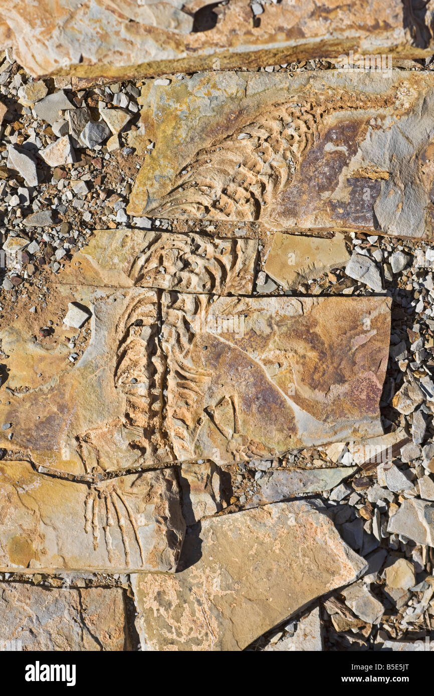 Africa Namibia Mesosaurus Tenuidens Fossil Stockfotos und -bilder ...