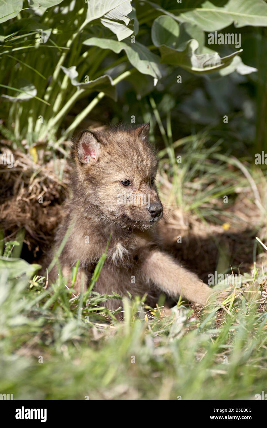 Grauer Wolf (Canis Lupus) Welpen in Gefangenschaft, Tiere von Montana ...