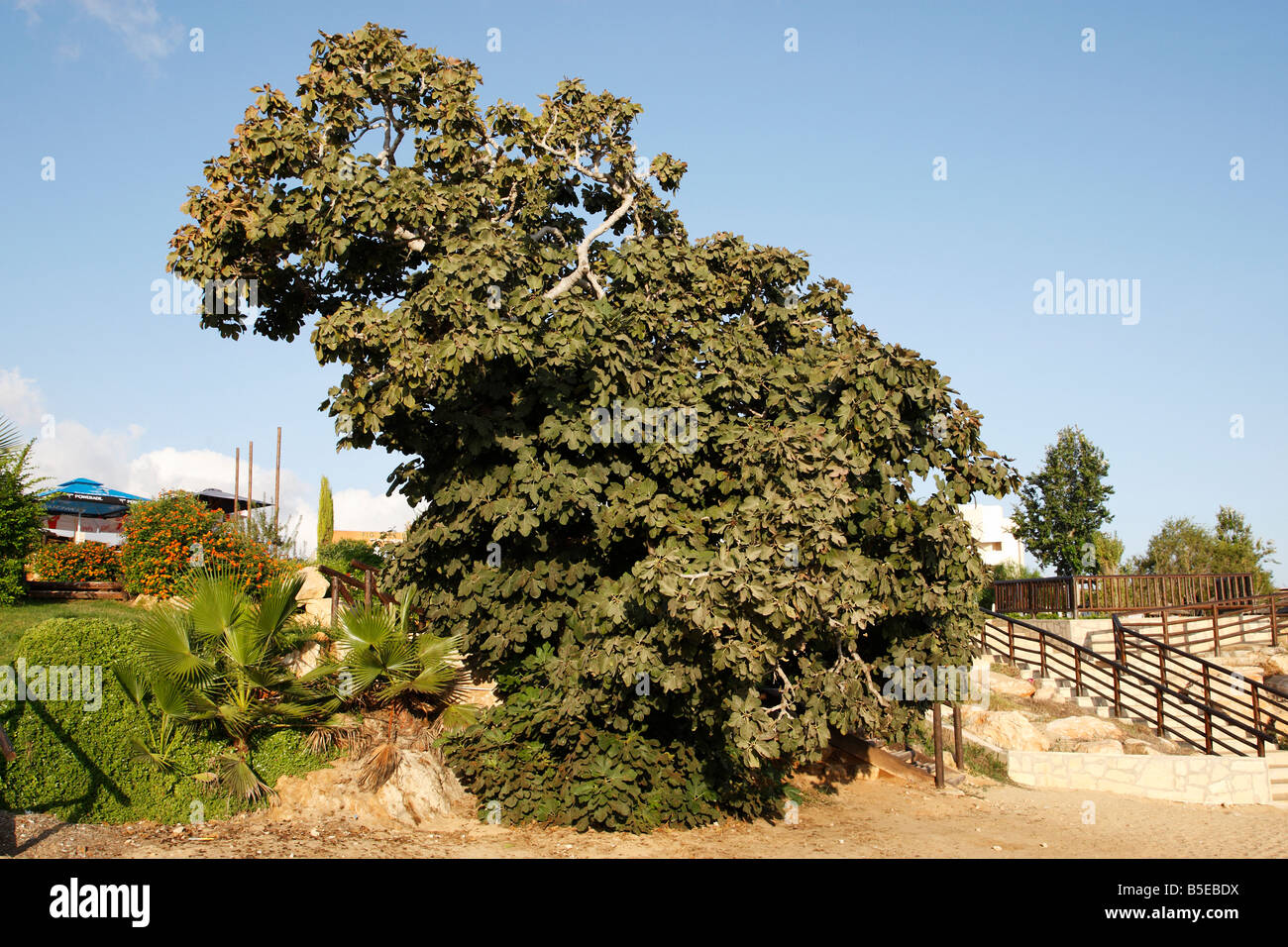 ein Feigenbaum auf Fig Tree Bay Beach Protaras Zypern mediterran ...